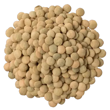 Adroit Overseas | Pulses, Grains & Food Ingredients